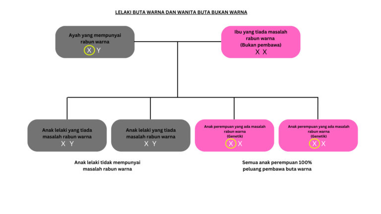 Rabun Warna: Pengenalan, Punca, Gejala, dan Rawatan - Kedai Cermin Mata ...